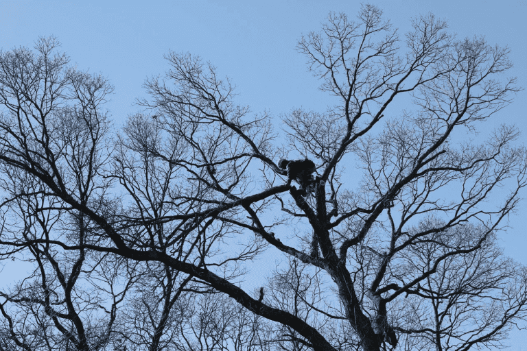 Services in Nassau County, NY | Cheap Charlie's Tree Service