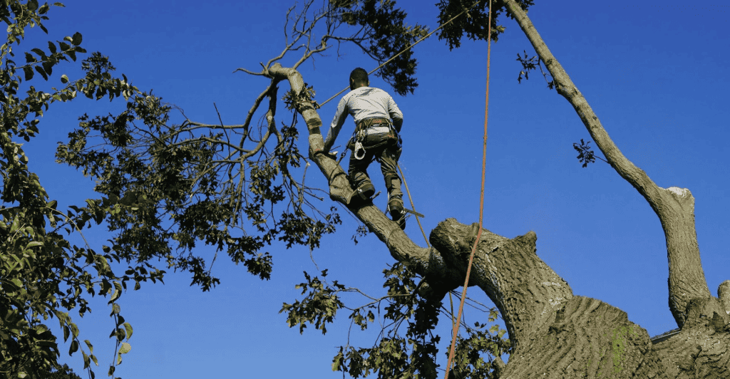 Services in Nassau County, NY | Cheap Charlie's Tree Service