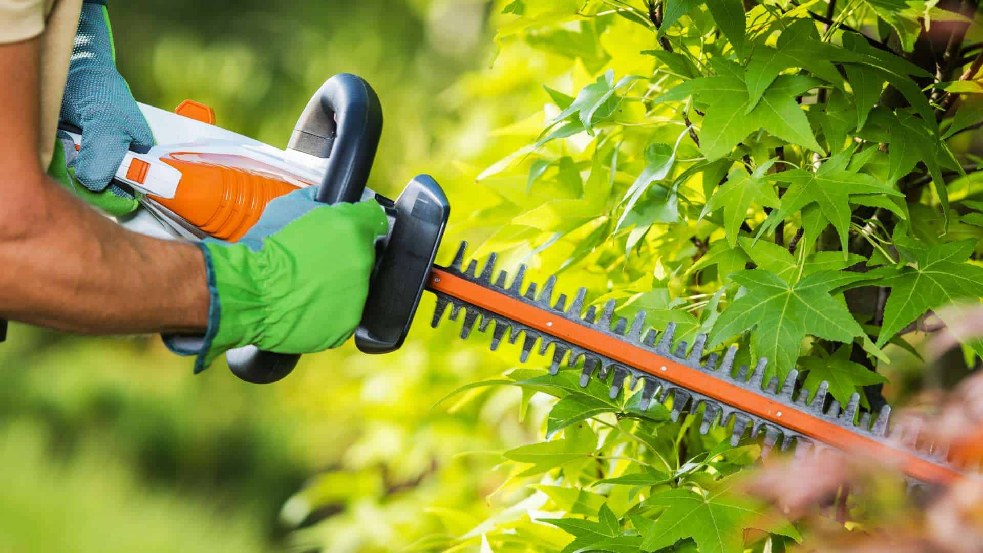 Benefits of Professional Tree Trimming | Suffolk County, NY
